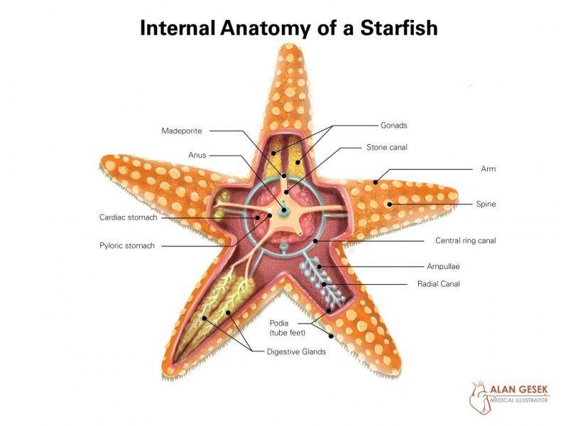Starfish Internal Anatomy